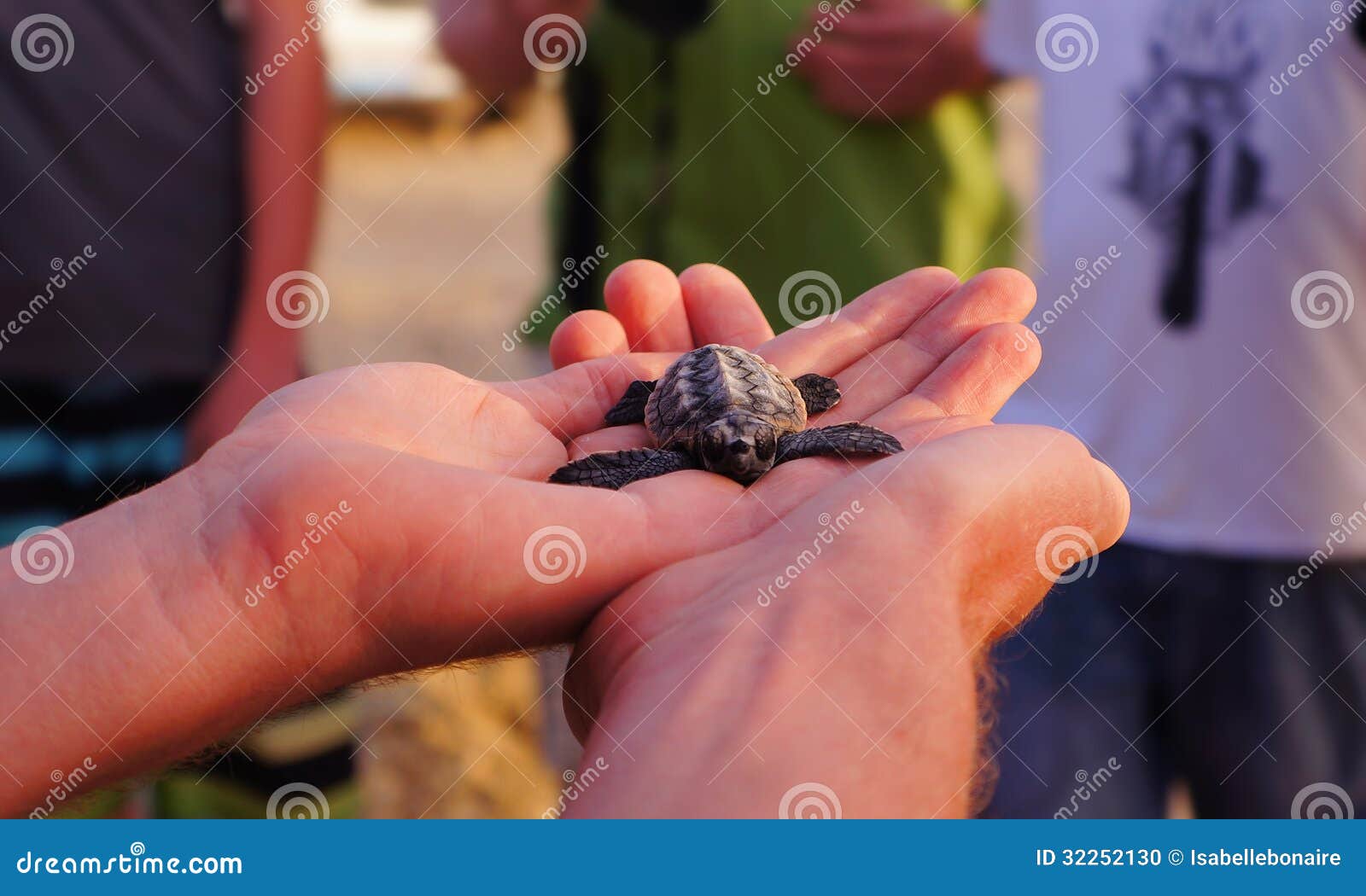 Sea Turtle Hatchling, Loggerhead Baby Stock Photo - Image of green ...