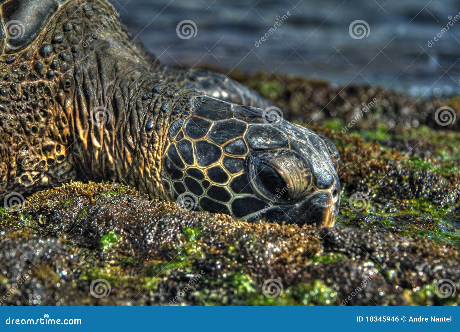 Sea Turtle in HDR stock photo. Image of wildlife, turtle - 10345946
