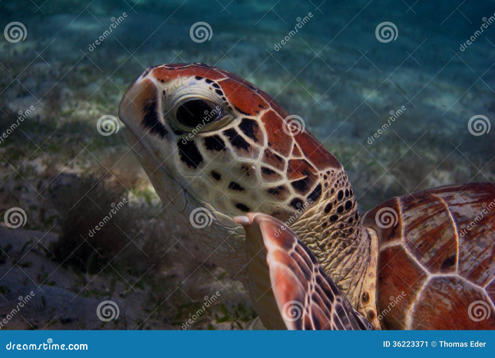 Sea turtle head stock image. Image of tropical, hecht - 36223371