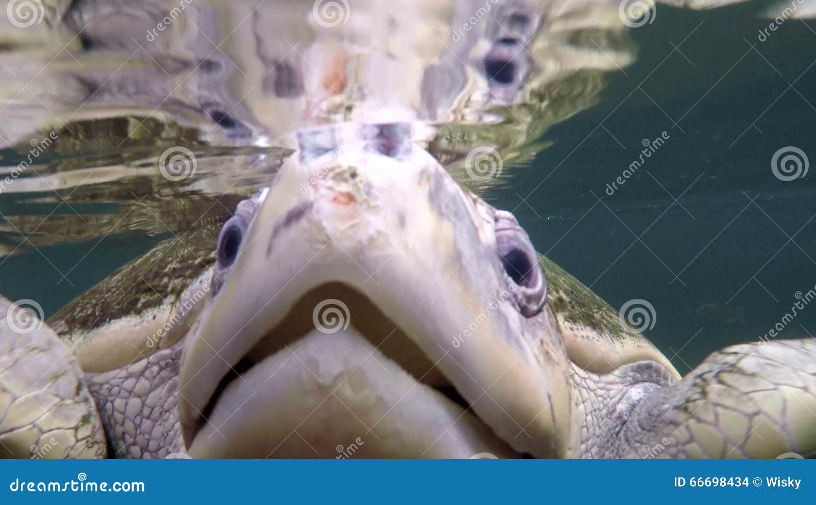 Sea Turtle Head Look in Camera Stock Footage - Video of depth, light ...