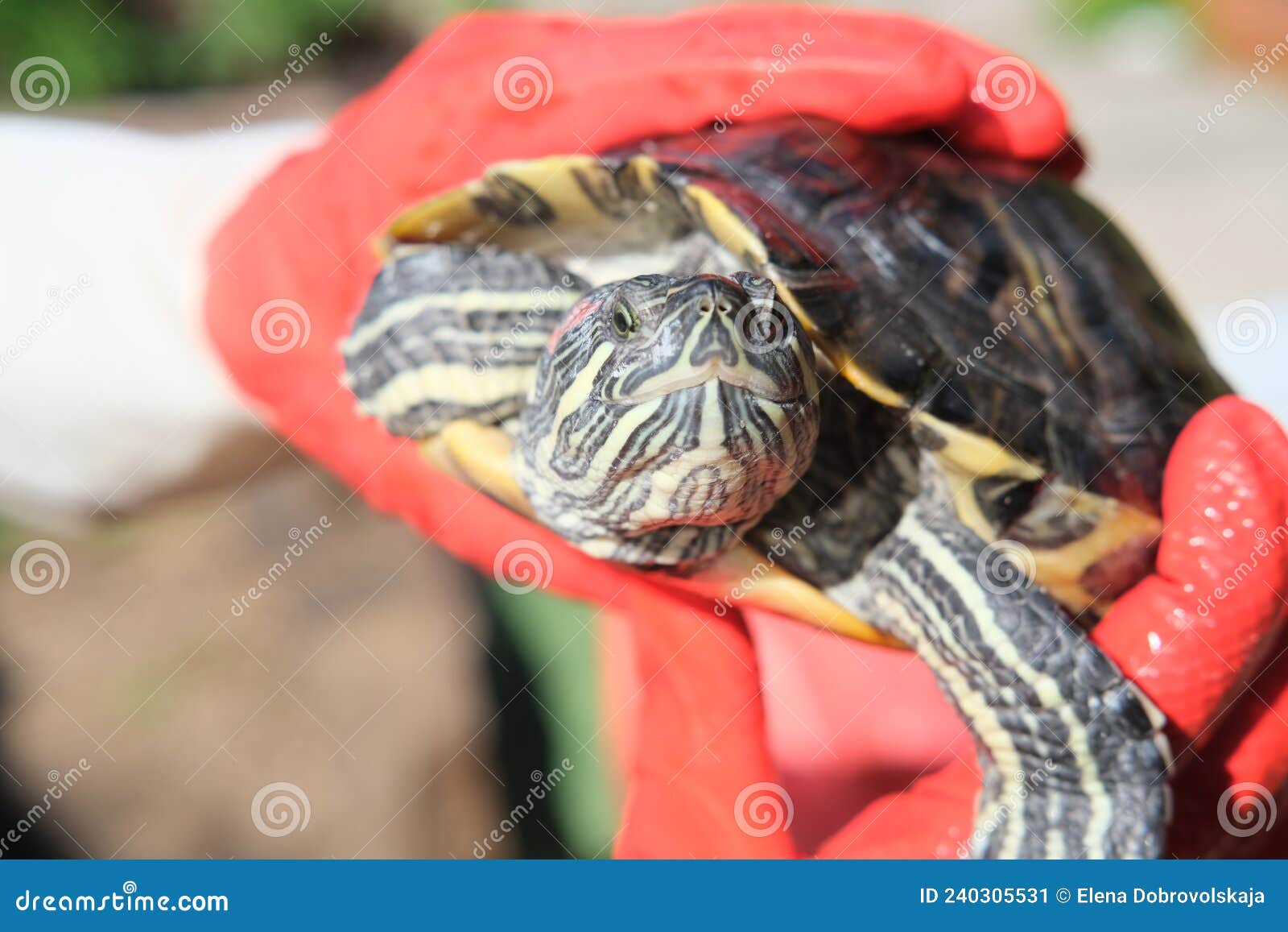 The Sea Turtle is Held in the Hands. Stock Image - Image of surface ...