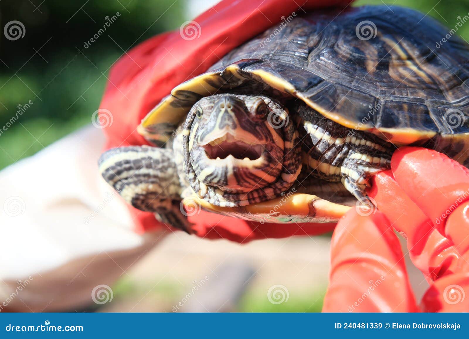 The Sea Turtle is Held in the Hands. Stock Image - Image of ocean ...
