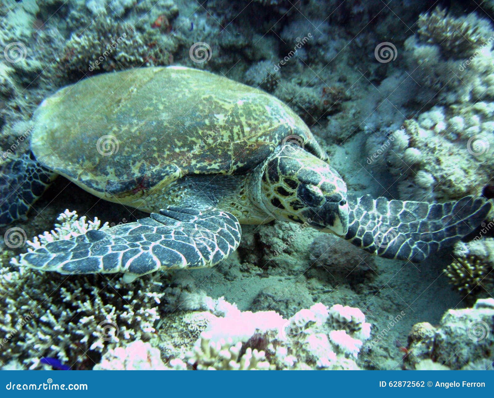 Sea Turtle hidden stock photo. Image of ecosystem, wildlife - 62872562