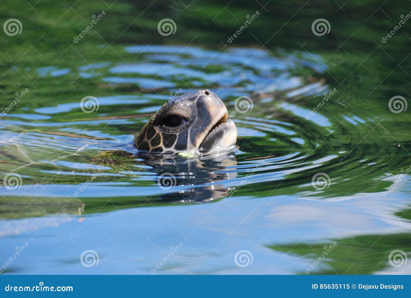 Sea Turtle with His Mouth Open Above the Water Stock Image - Image of ...