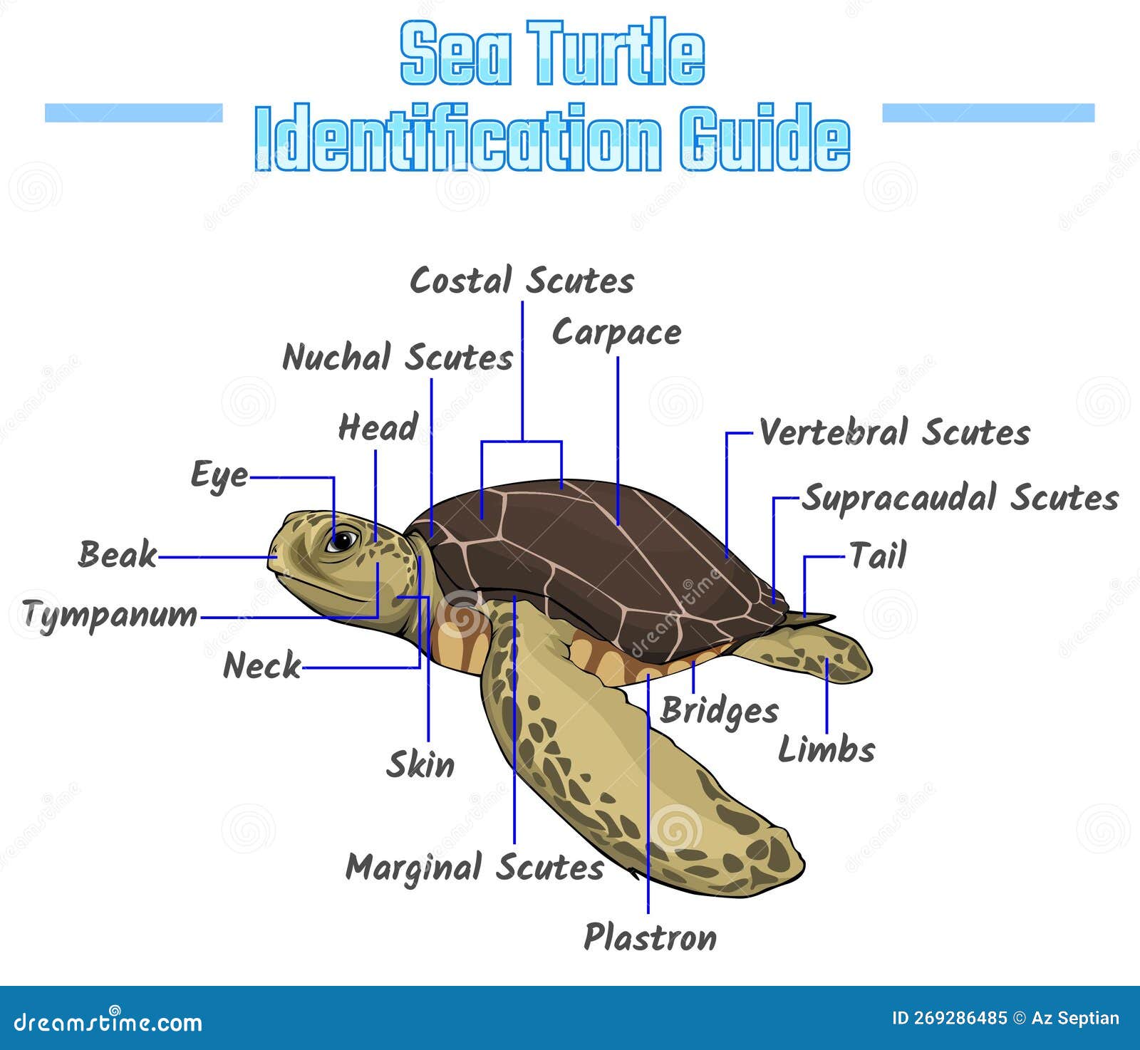 Sea Turtle Identification Guide Stock Vector - Illustration of : 269286485