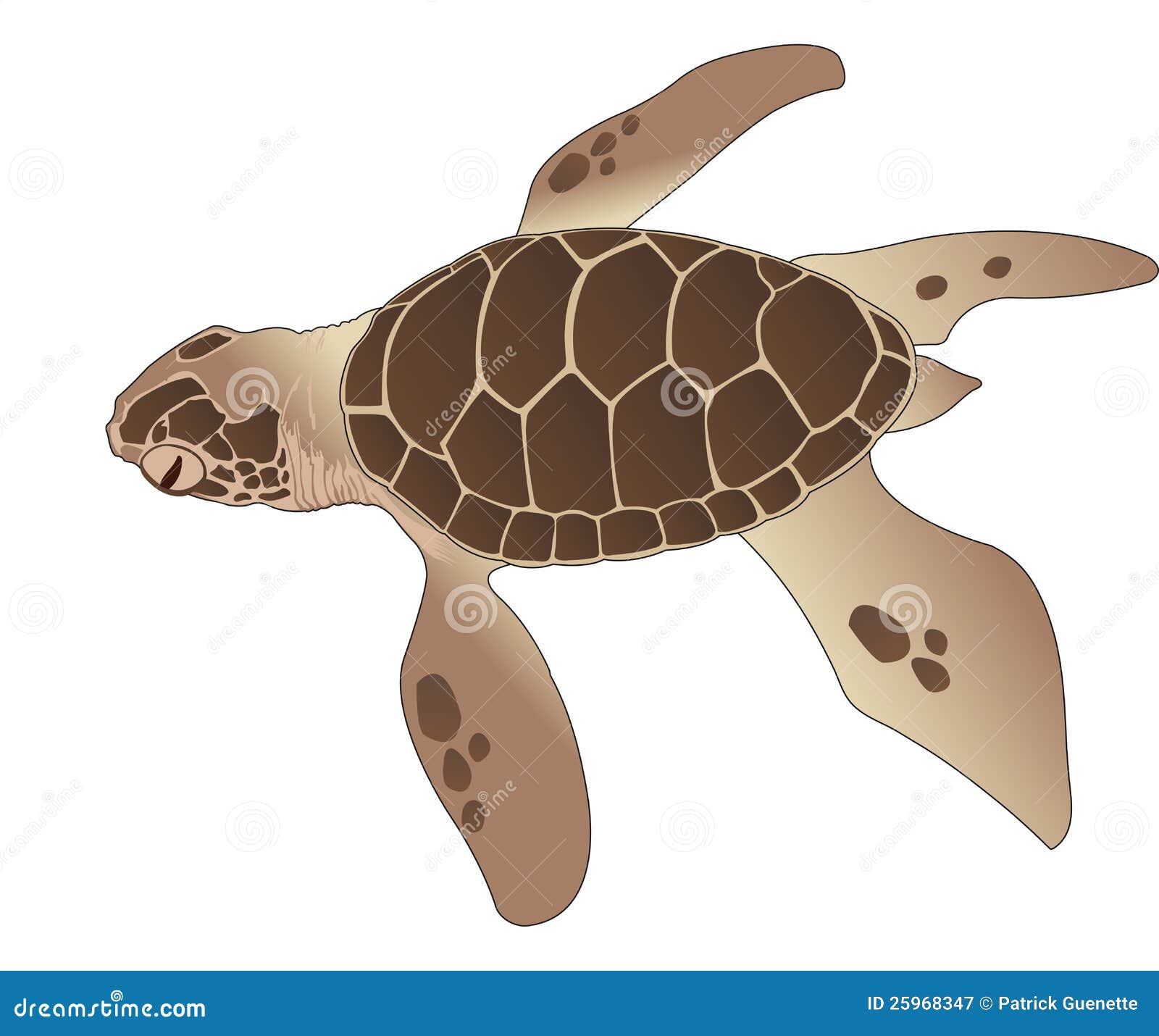 Sea Turtle Chelonioidea, Marine Turtle Side View. Ink Black And White ...