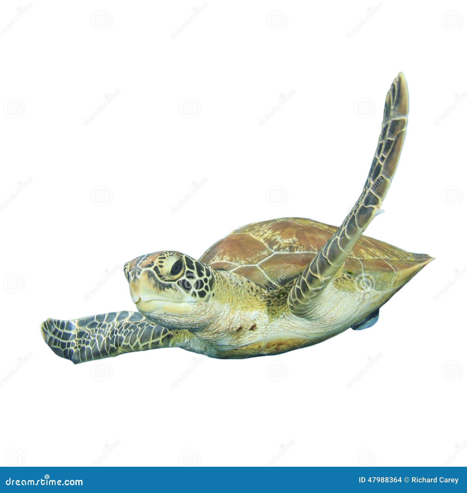 Sea Turtle Isolated On A Transparent Background. Marine Animal With ...