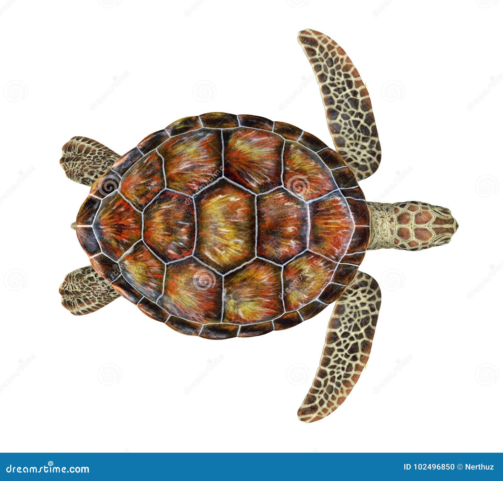 Turtle.Sea Turtle Isolated On White Background. Illustration ...