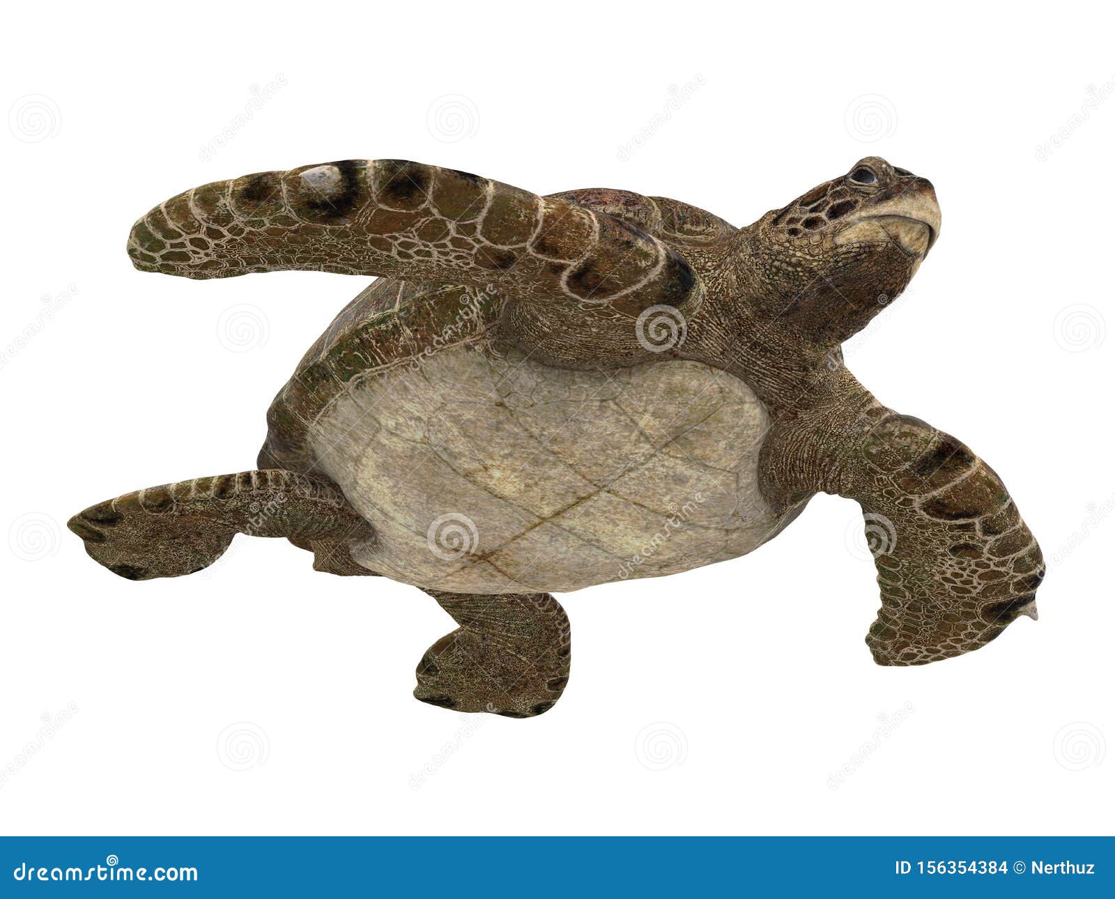 Turtle.Sea Turtle Isolated On White Background. Illustration ...