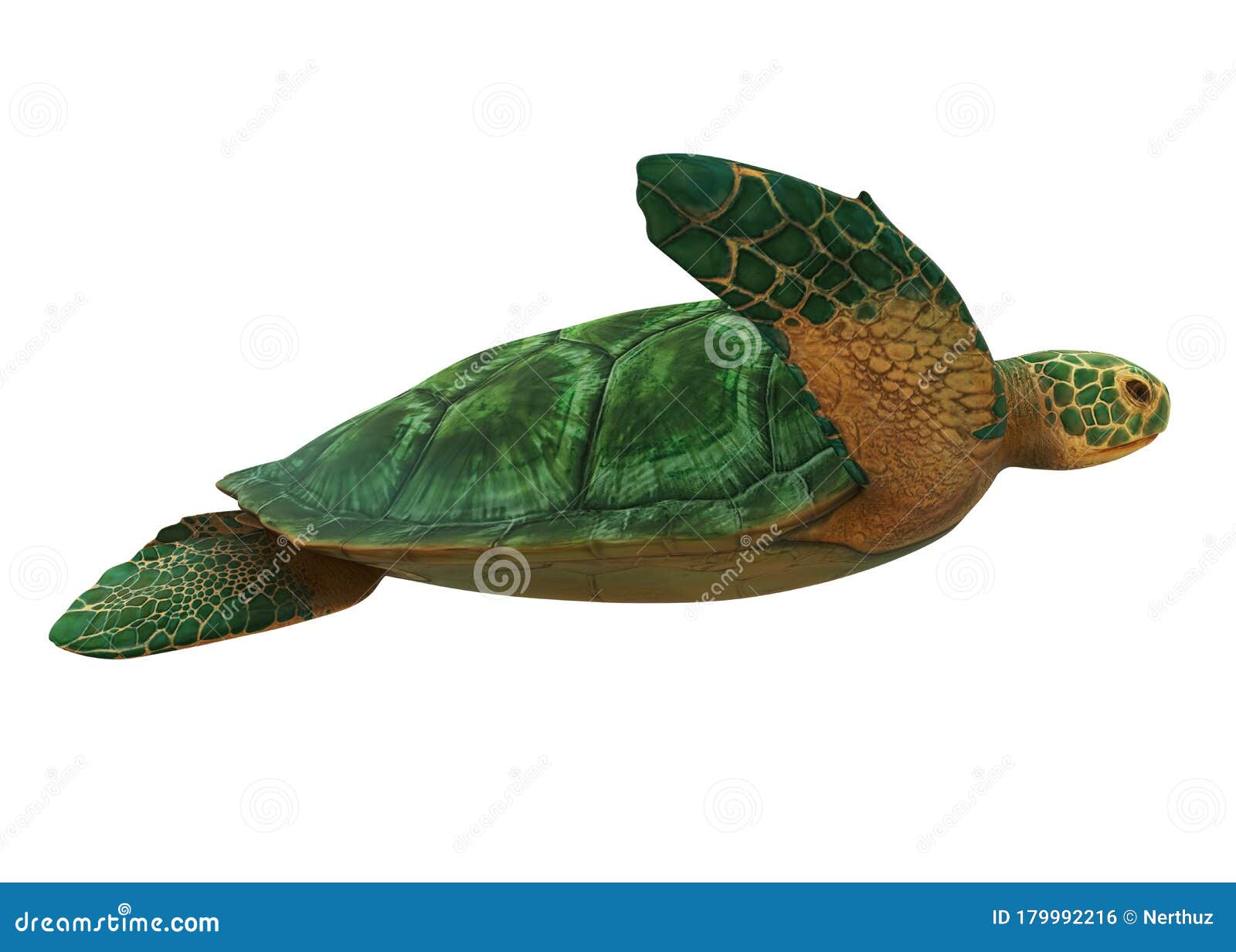 Turtle.Sea Turtle Isolated On White Background. Illustration ...