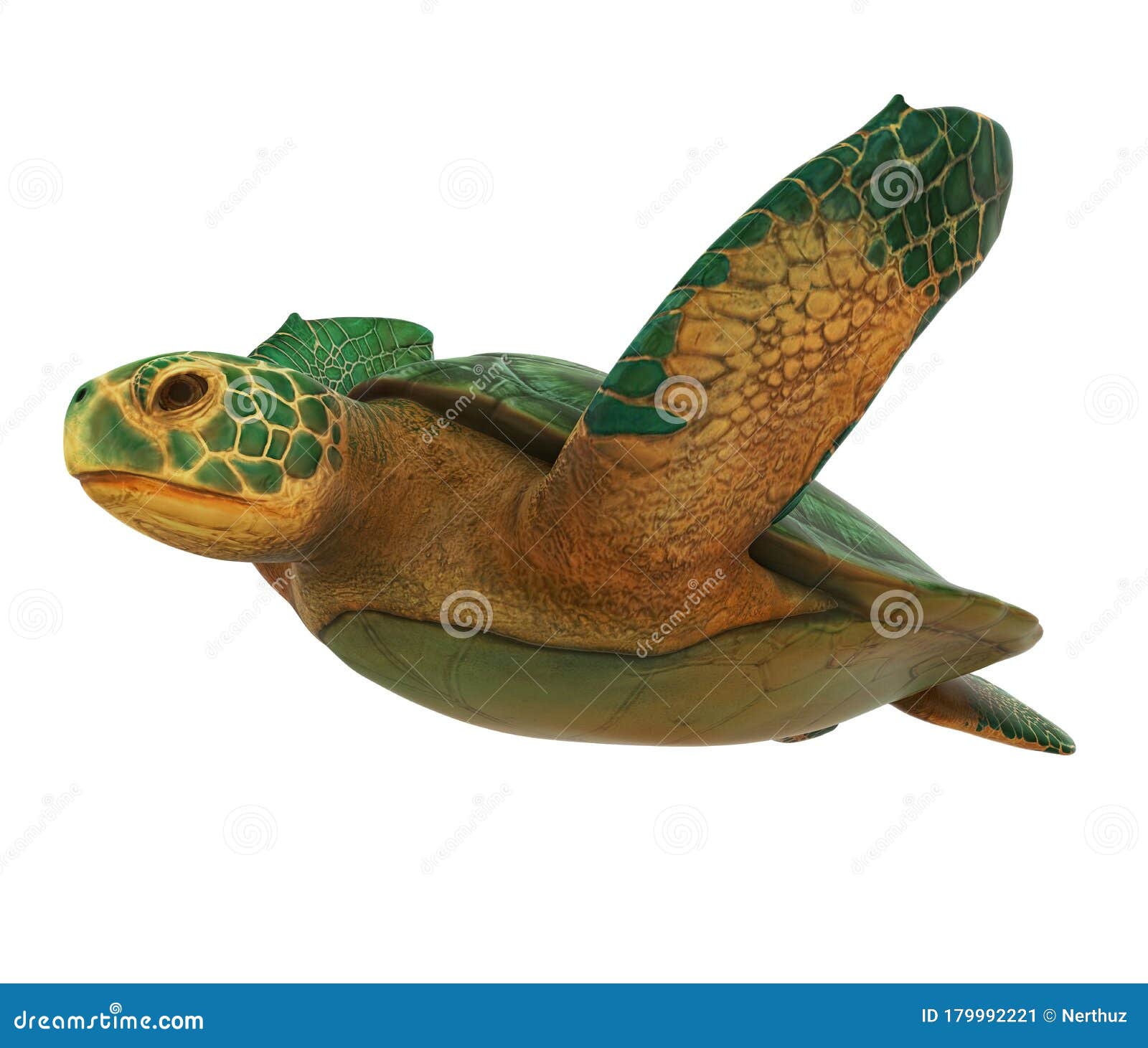 Turtle.Sea Turtle Isolated On White Background. Illustration ...