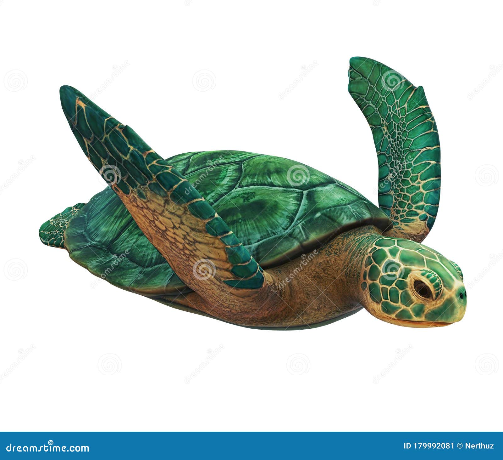 Turtle.Sea Turtle Isolated On White Background. Illustration ...