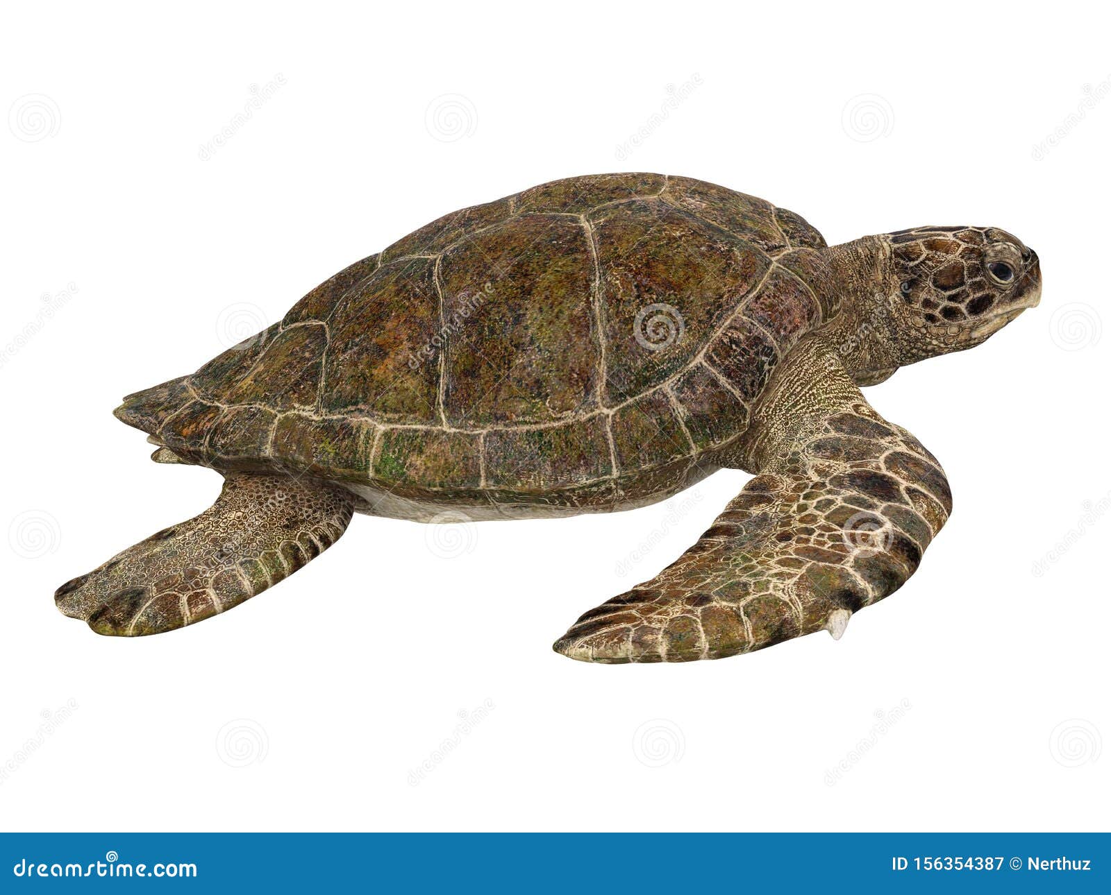 Turtle.Sea Turtle Isolated On White Background. Illustration ...