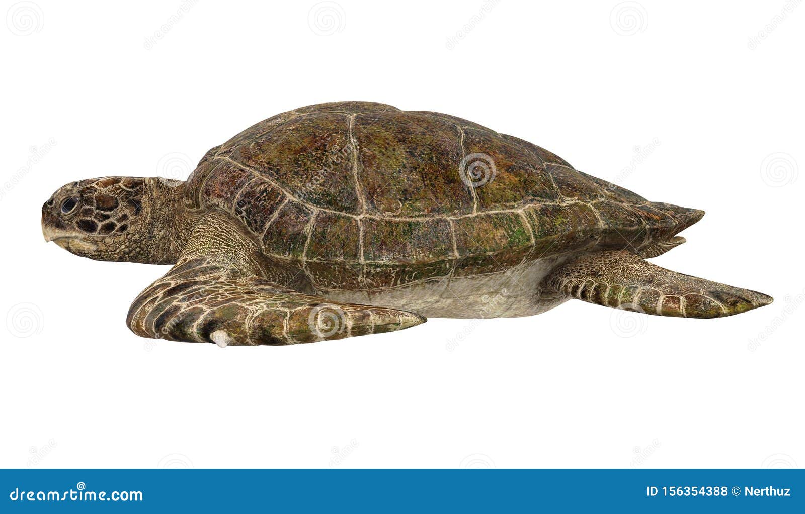 Turtle.Sea Turtle Isolated On White Background. Illustration ...