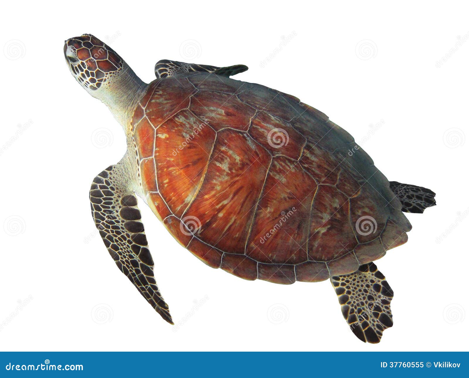 Sea Turtle Isolated on White Background Stock Image - Image of isolated ...