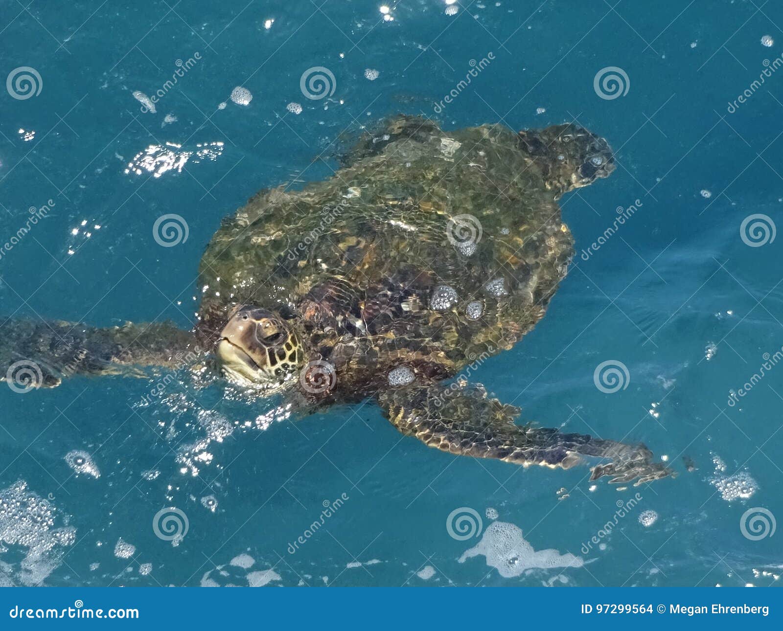 Sea turtle Kauai stock photo. Image of hawaii, waves - 97299564