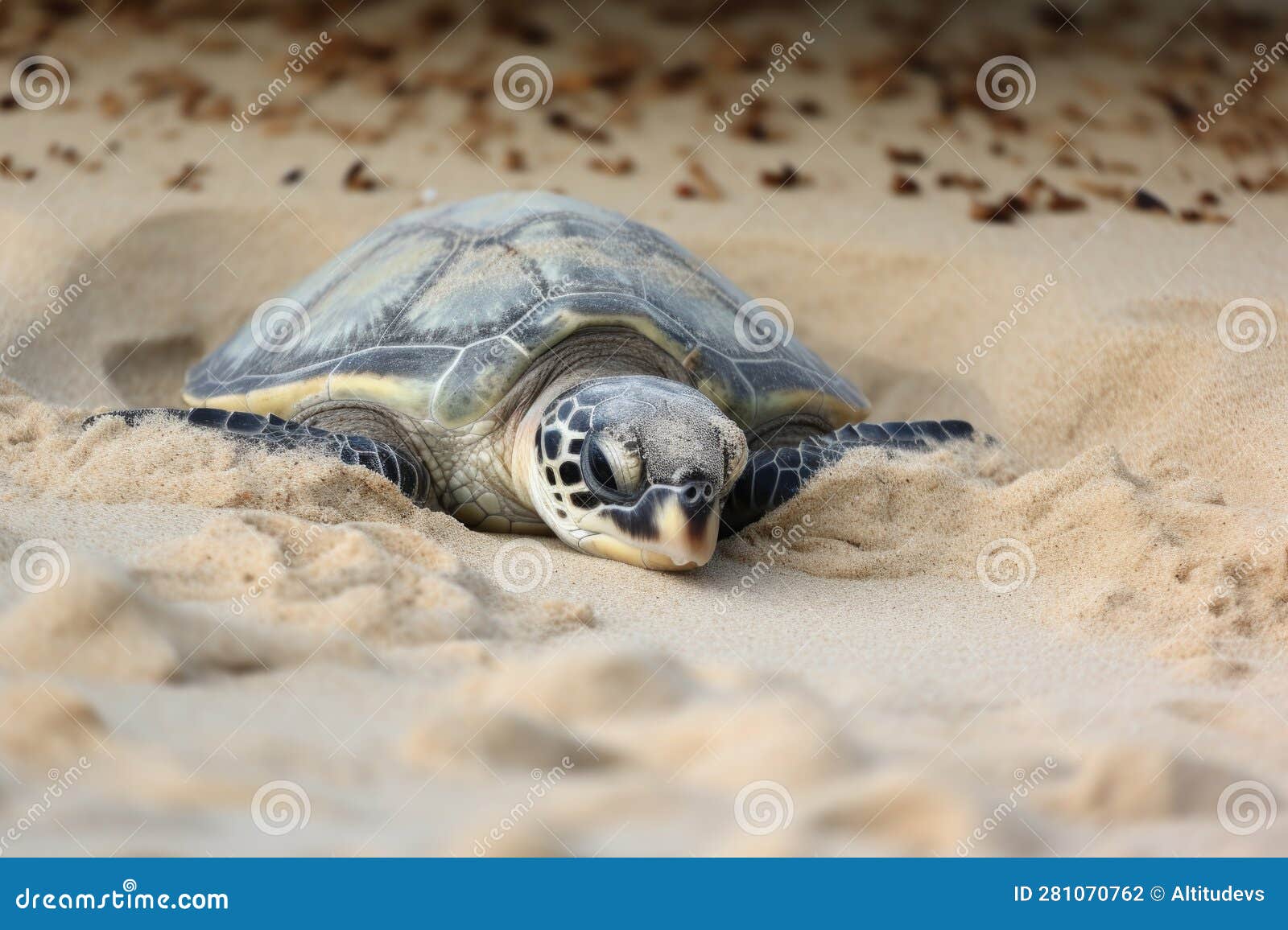 Sea Turtle Laying Her Eggs on Sandy Beach Stock Illustration ...
