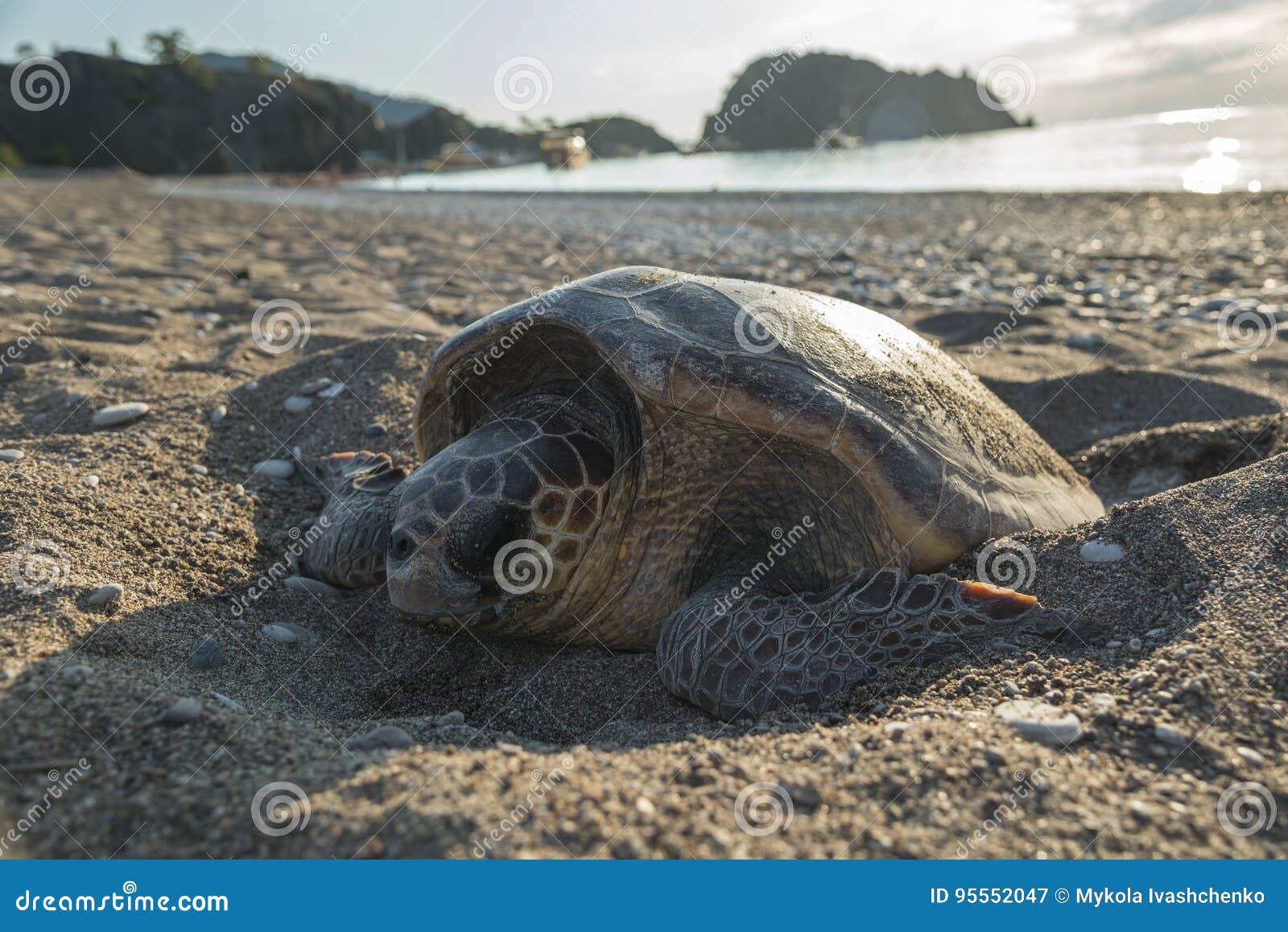 Sea Turtle Lays Eggs on Beach Stock Image - Image of female, travel ...