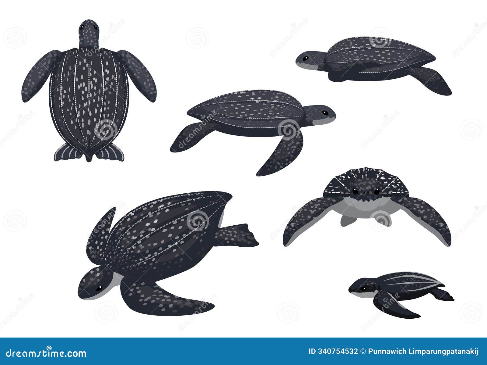 Sea Turtle Leatherback Cartoon Vector Illustration | CartoonDealer.com ...
