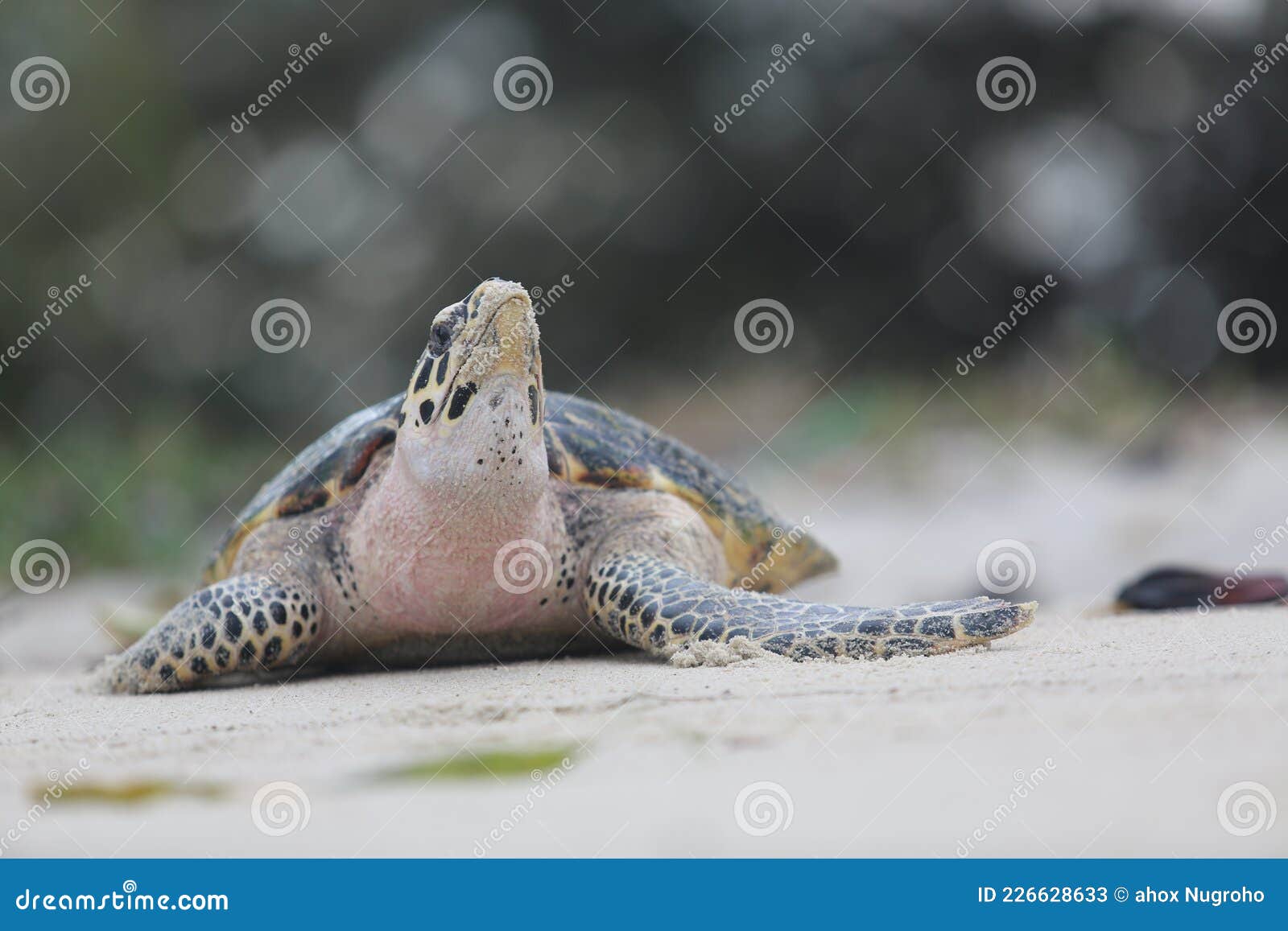 Sea turtle looking for stock image. Image of wildlife - 226628633