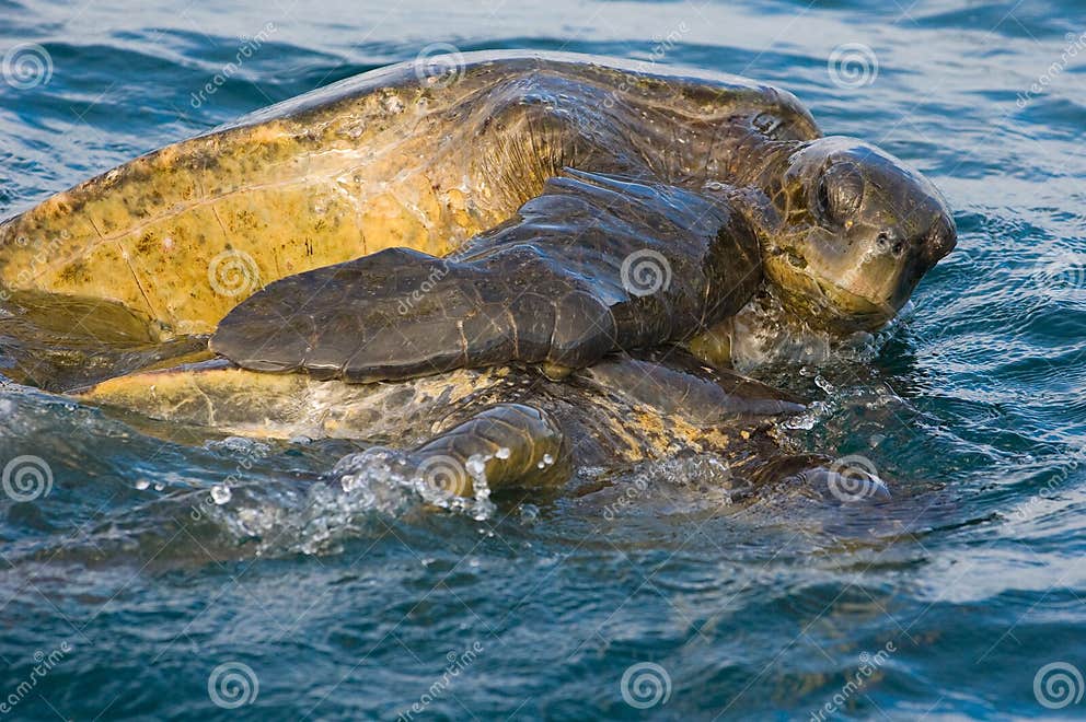 Sea turtle love stock image. Image of shell, nature, ecuador - 5676409