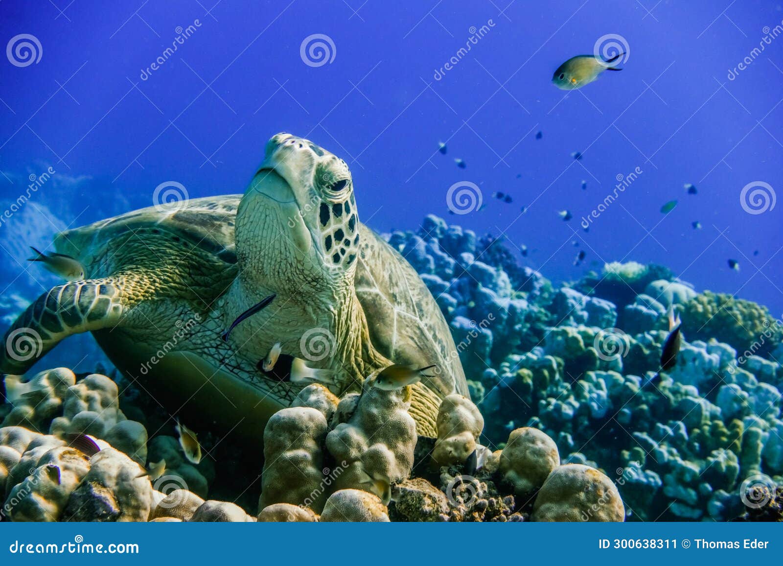 Sea Turtle Lying on Corals from the Reef and Looking Up To the Camera ...