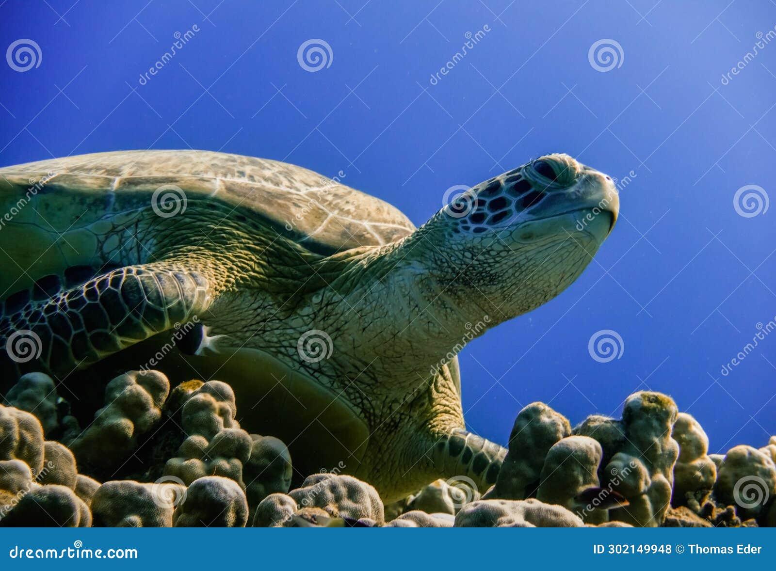 Sea Turtle Lying on Corals from the Reef and Looking Up To the Surface ...