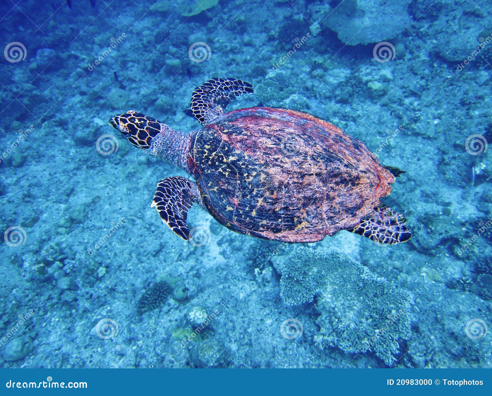 Sea turtle in maldives stock photo. Image of mydas, beach - 20983000