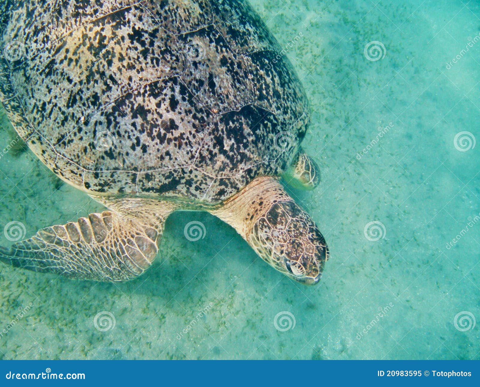 Sea turtle in maldives stock image. Image of threatened - 20983595