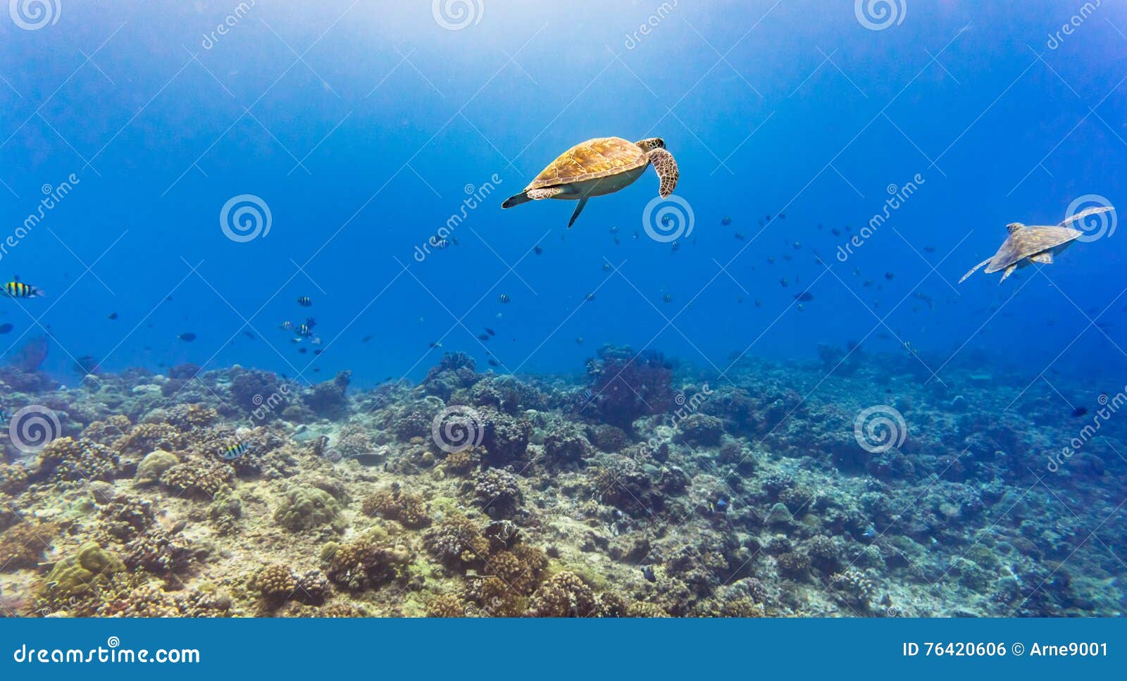 Sea Turtle and Many Fish at Tropical Reef Under Water Stock Photo ...