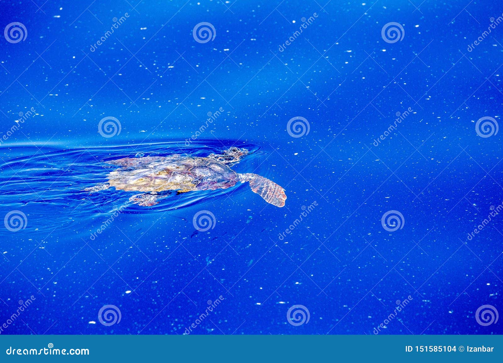 Sea Turtle in Micro Plastic Sea Stock Photo - Image of life, ecosystem ...