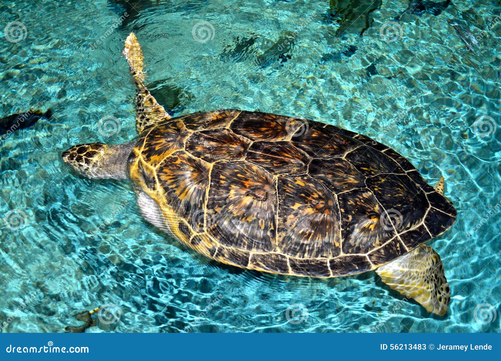 Sea Turtle with Missing Arm Stock Image - Image of turtle, reptile ...