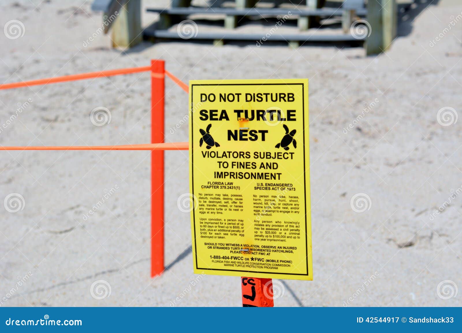 Sea Turtle Nest stock image. Image of nature, nest, marine - 42544917