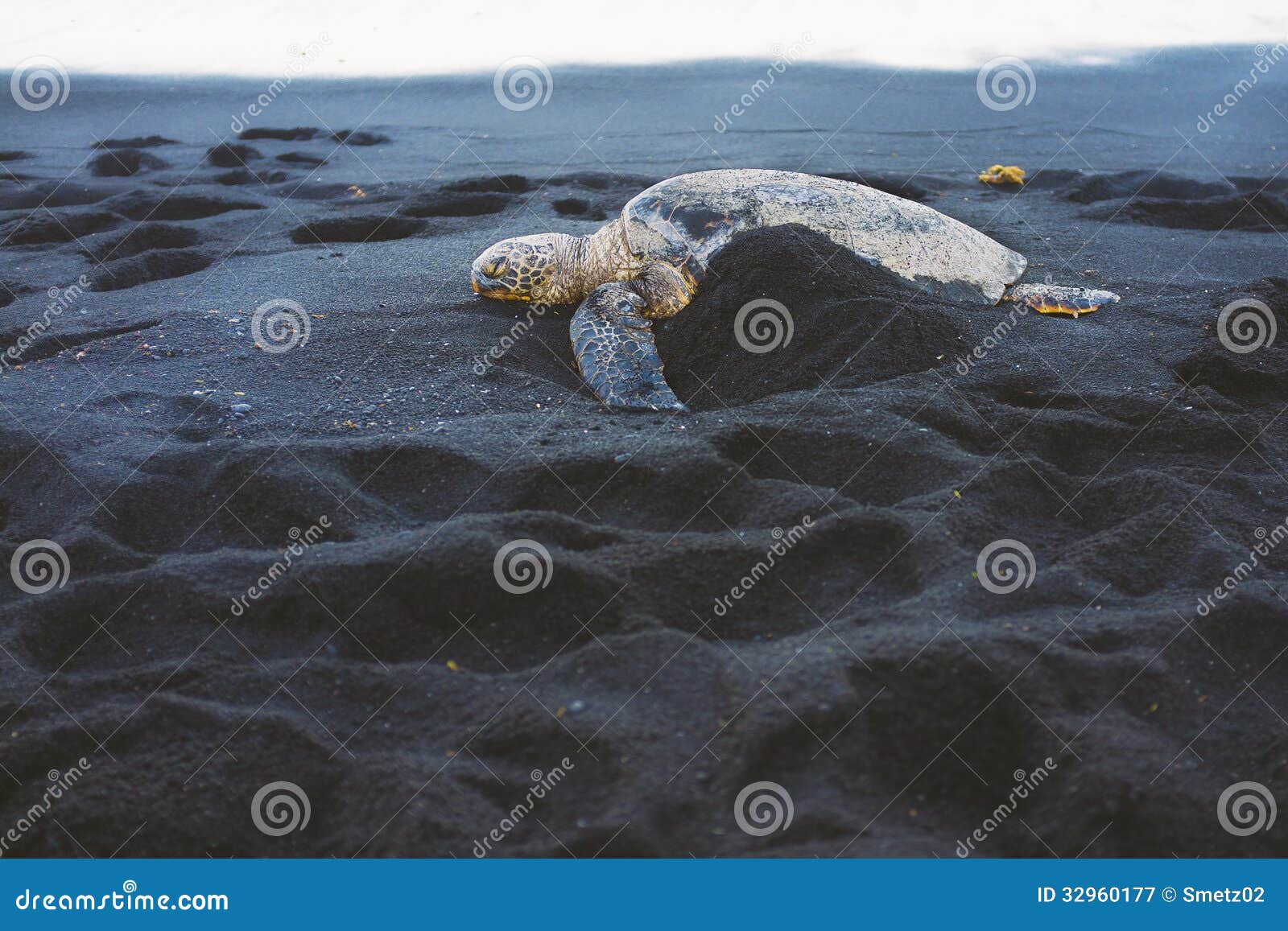 Sea Turtle Nesting on Beach Stock Image - Image of endangered, reptile ...