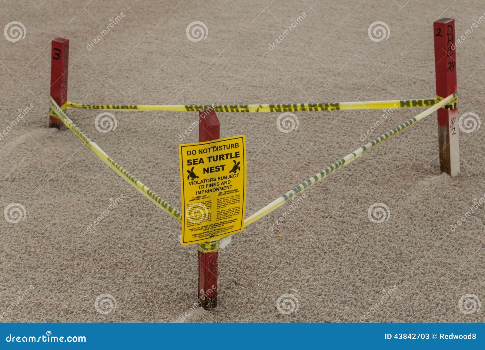 Sea Turtle Hatching Mural, Tampa, Florida Editorial Image ...