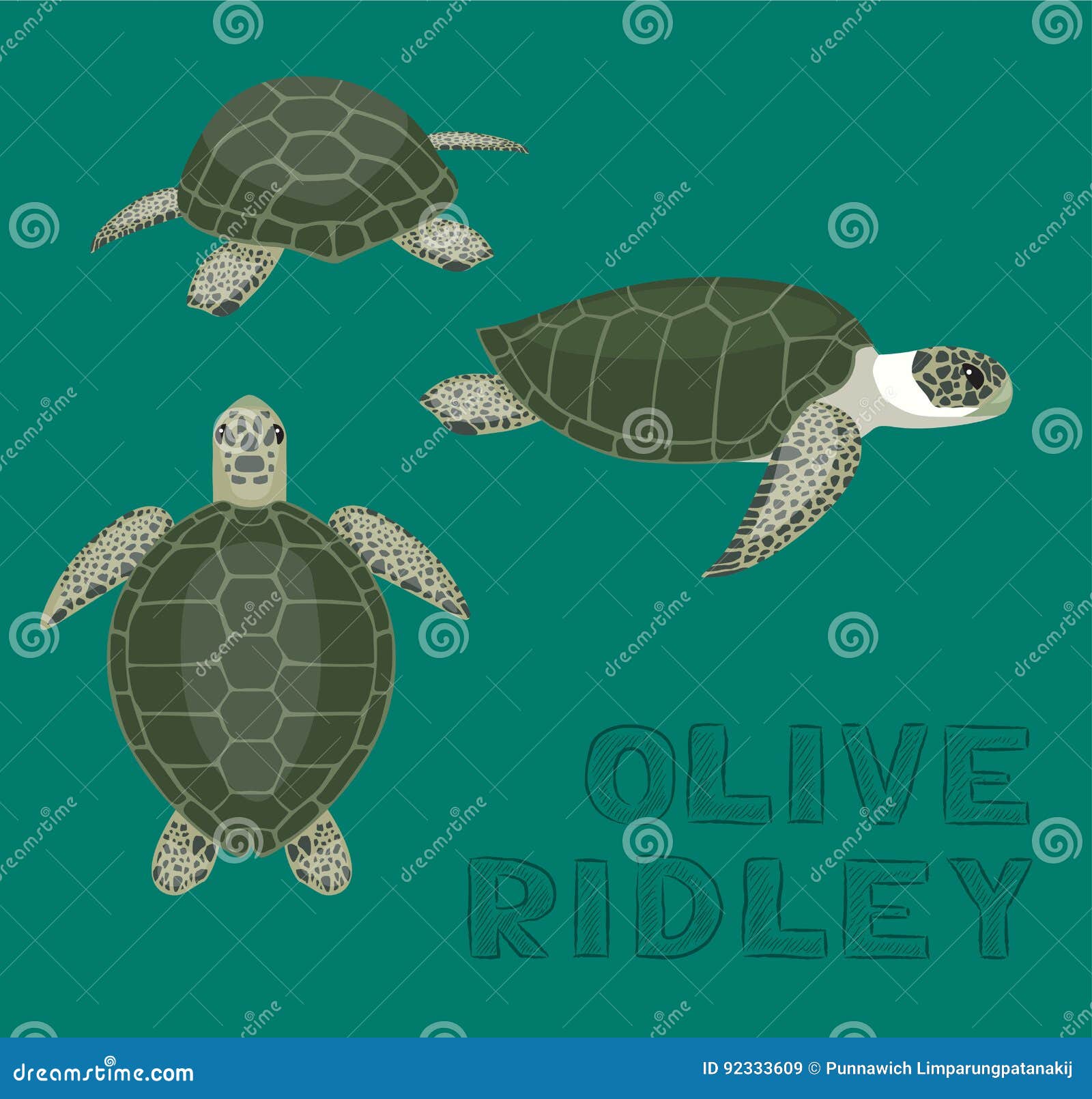 Sea Turtle Olive Ridley Cartoon Vector Illustration Stock Vector ...