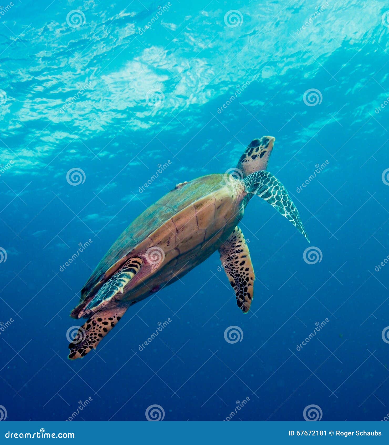 Sea Turtle stock image. Image of atlantic, dive, aquarium - 67672181
