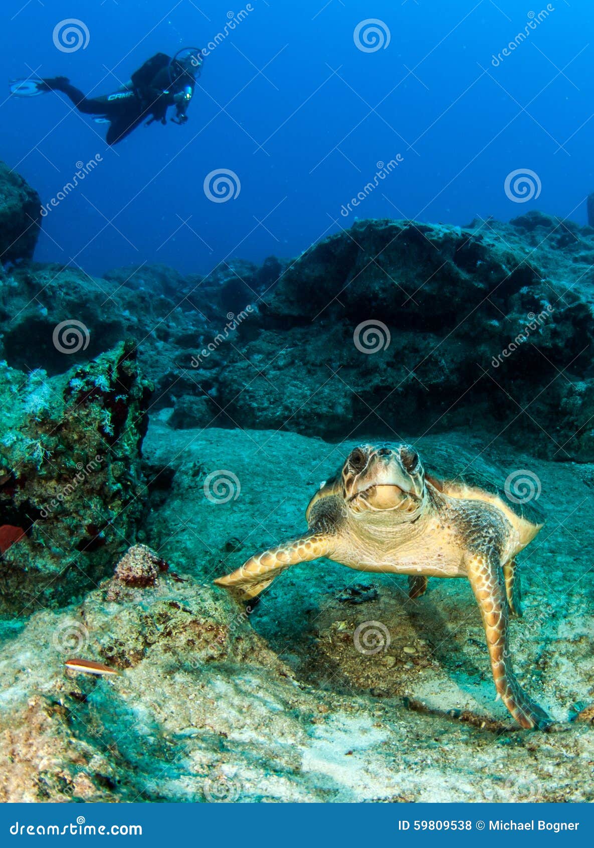 Sea turtle editorial stock photo. Image of turkey, turtle - 59809538