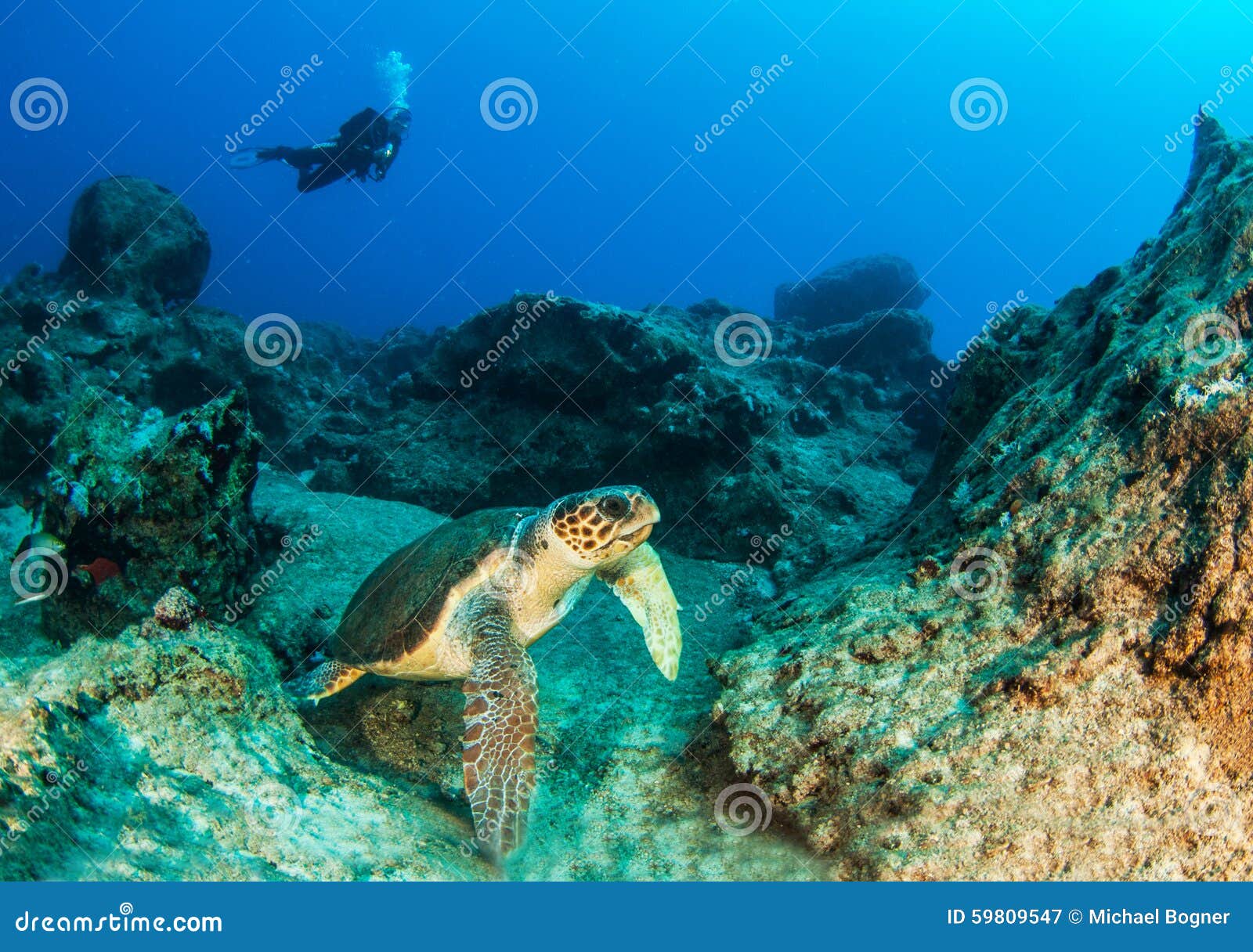 Sea turtle editorial photography. Image of wildlife, background - 59809547