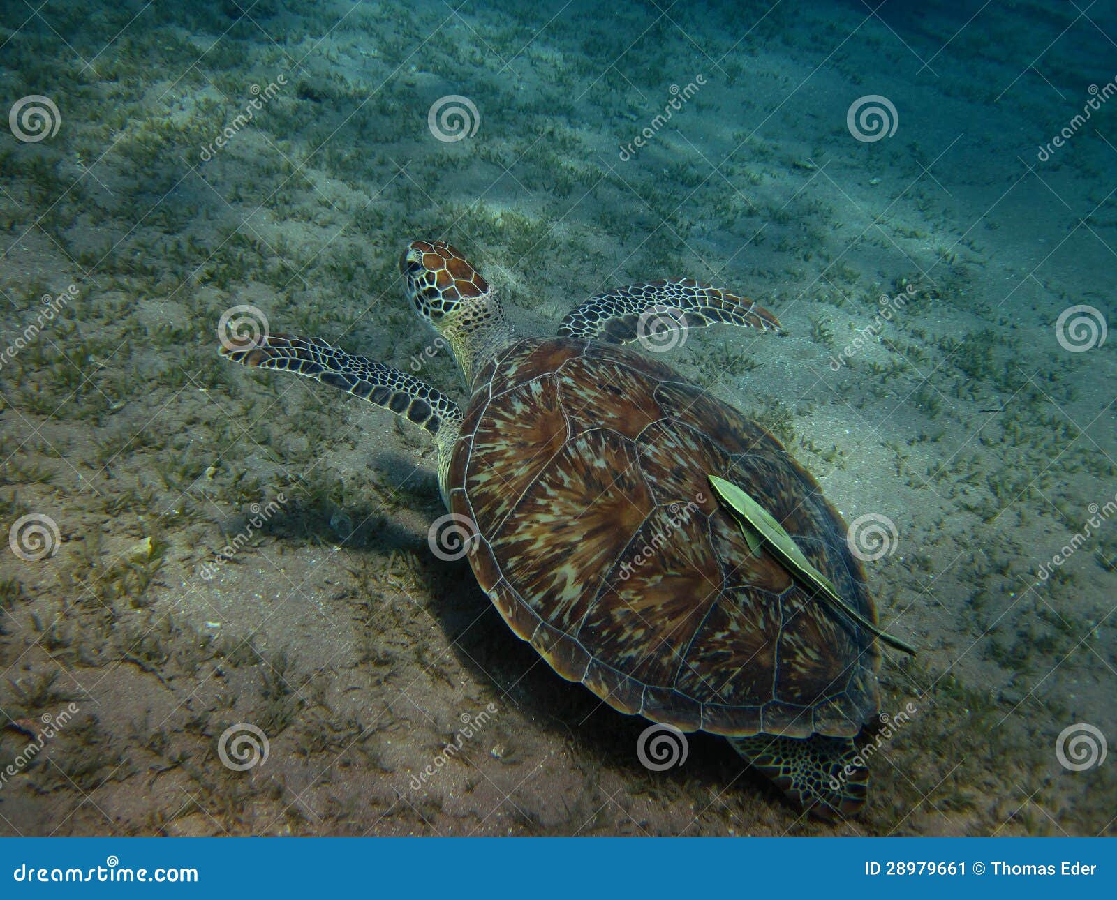 Sea turtle with pilot fish stock image. Image of bottom - 28979661