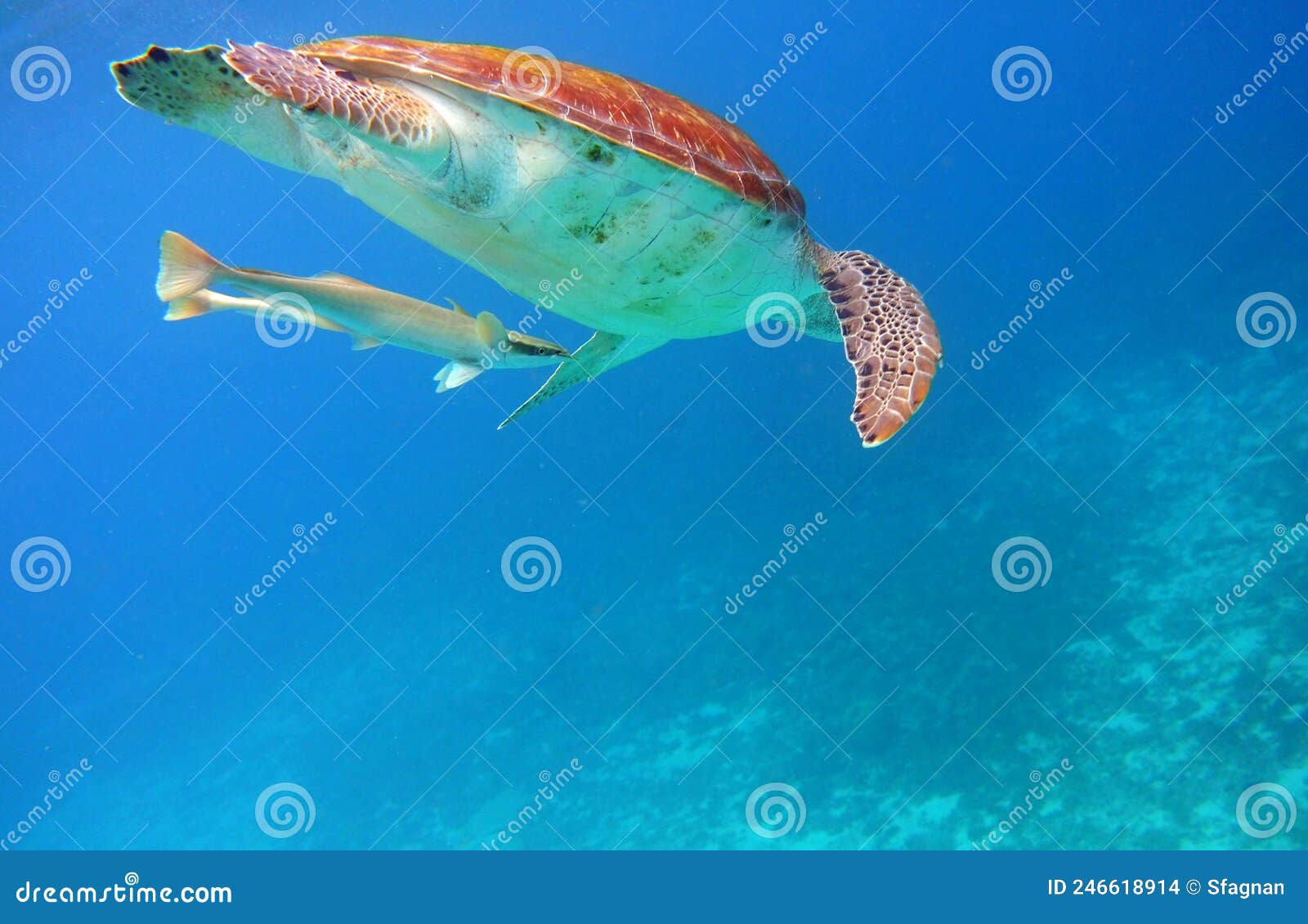 Sea Turtle with pilot fish stock photo. Image of blue - 246618914
