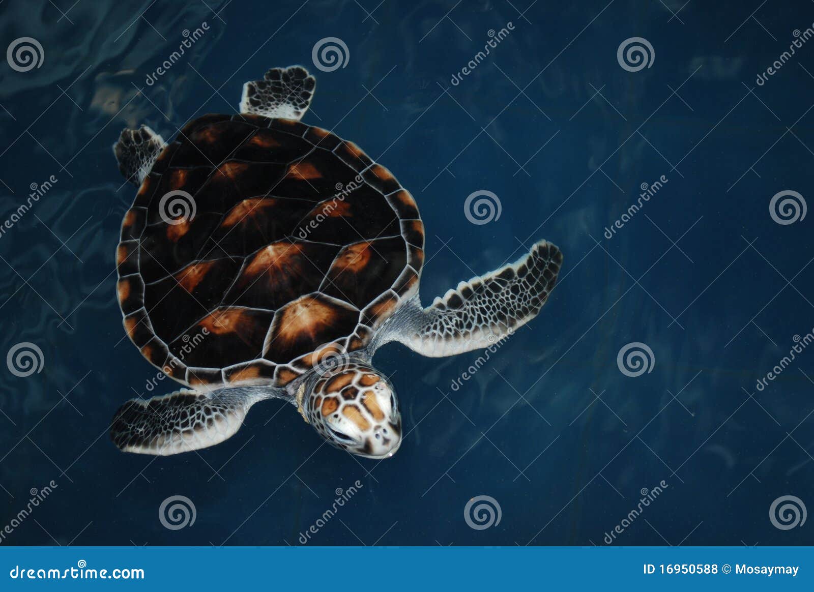 Sea turtle in pool stock photo. Image of ocean, pool - 16950588