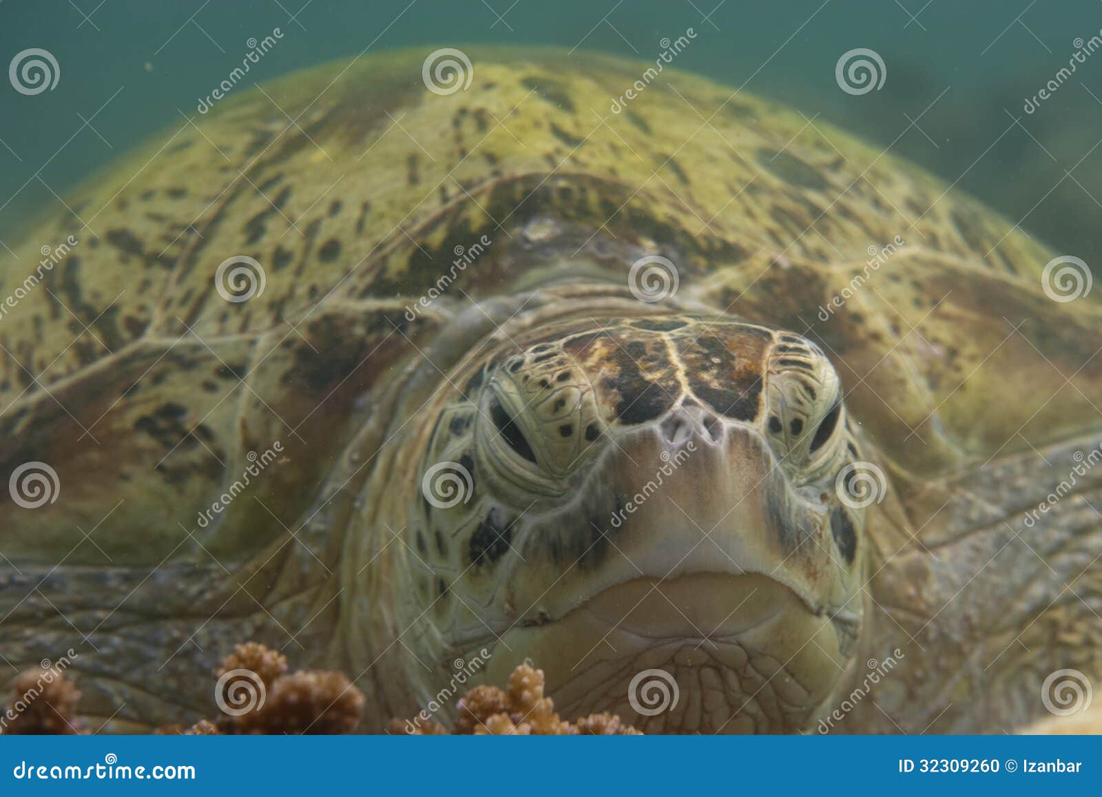 A sea Turtle portrait stock photo. Image of ecosystem - 32309260