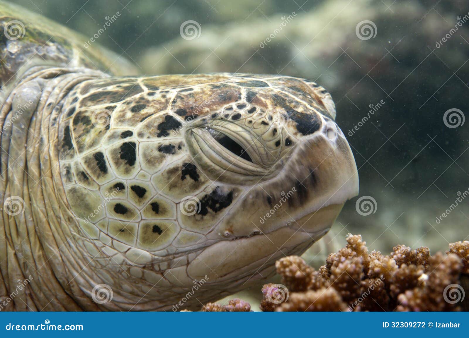 A Sea Turtle Portrait Close Up Stock Photo - Image of beauty ...