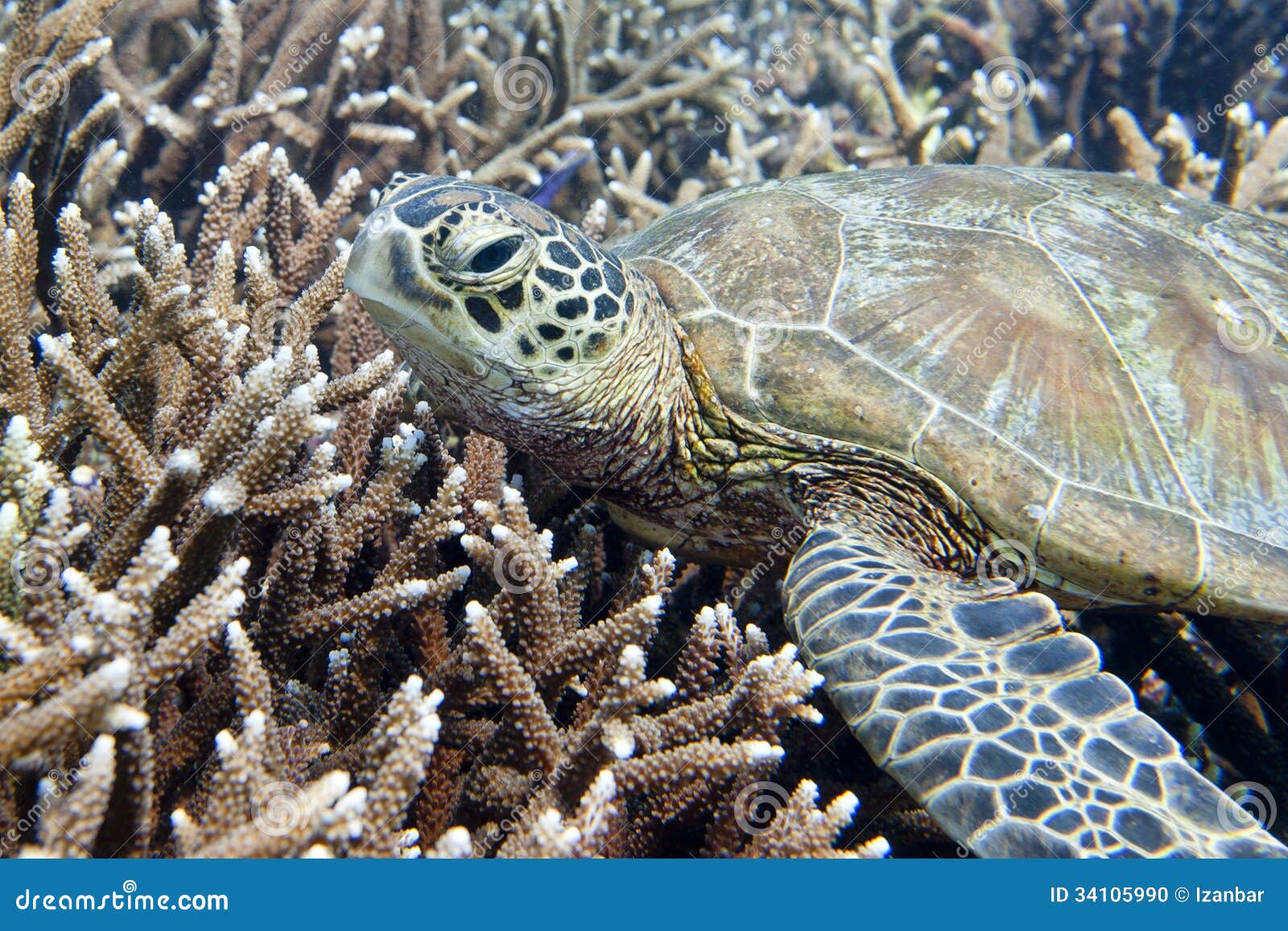 A sea Turtle portrait stock photo. Image of life, tortoise - 34105990