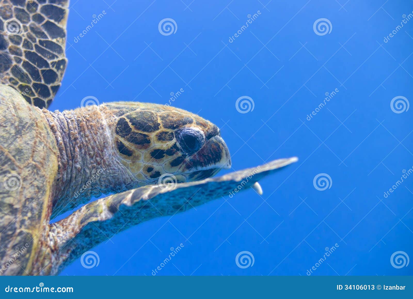 A sea Turtle portrait stock image. Image of scuba, tropical - 34106013