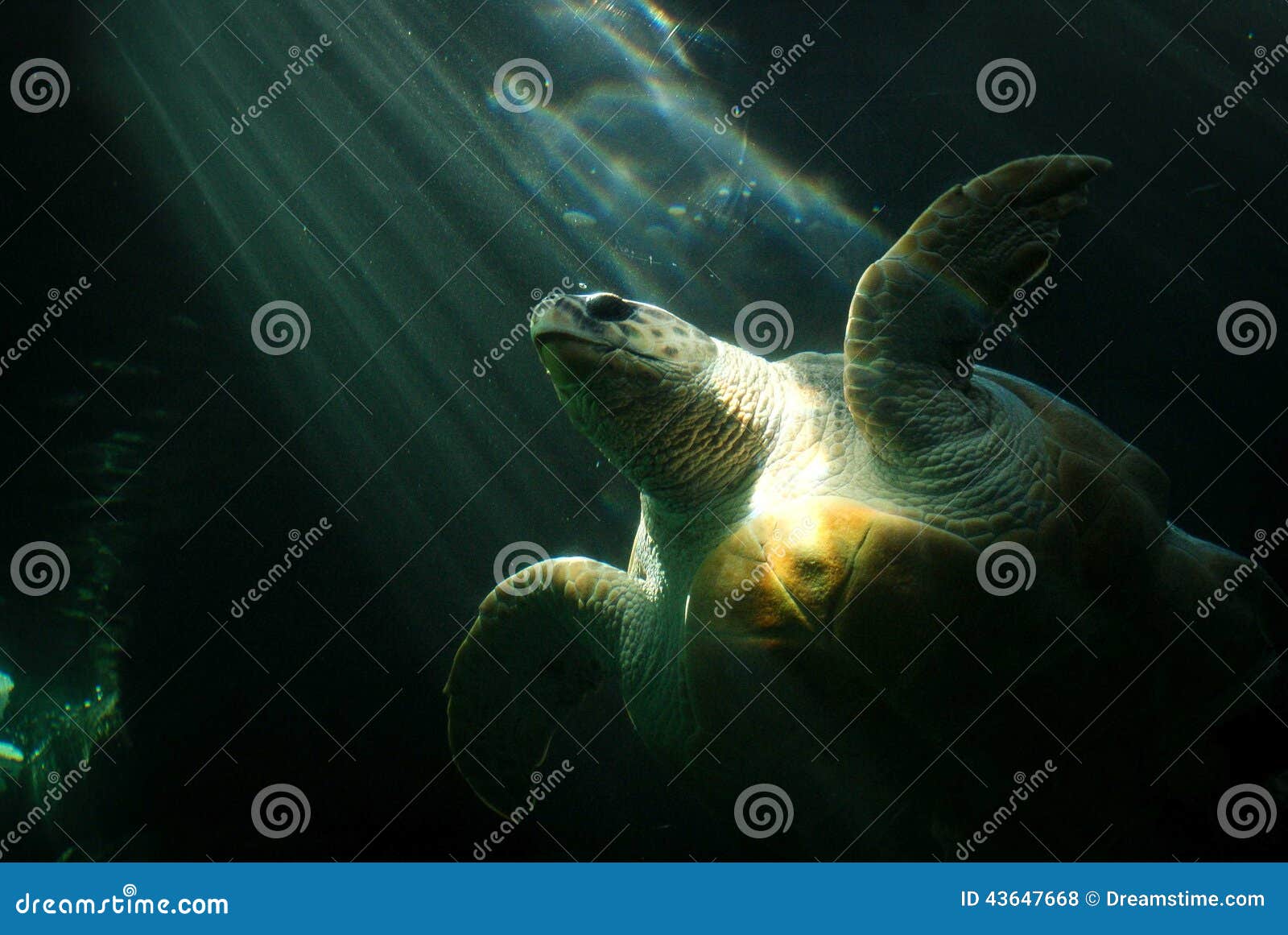A Radiant Turtle Lat. Astrochelys Radiata With A Beautiful Shell ...