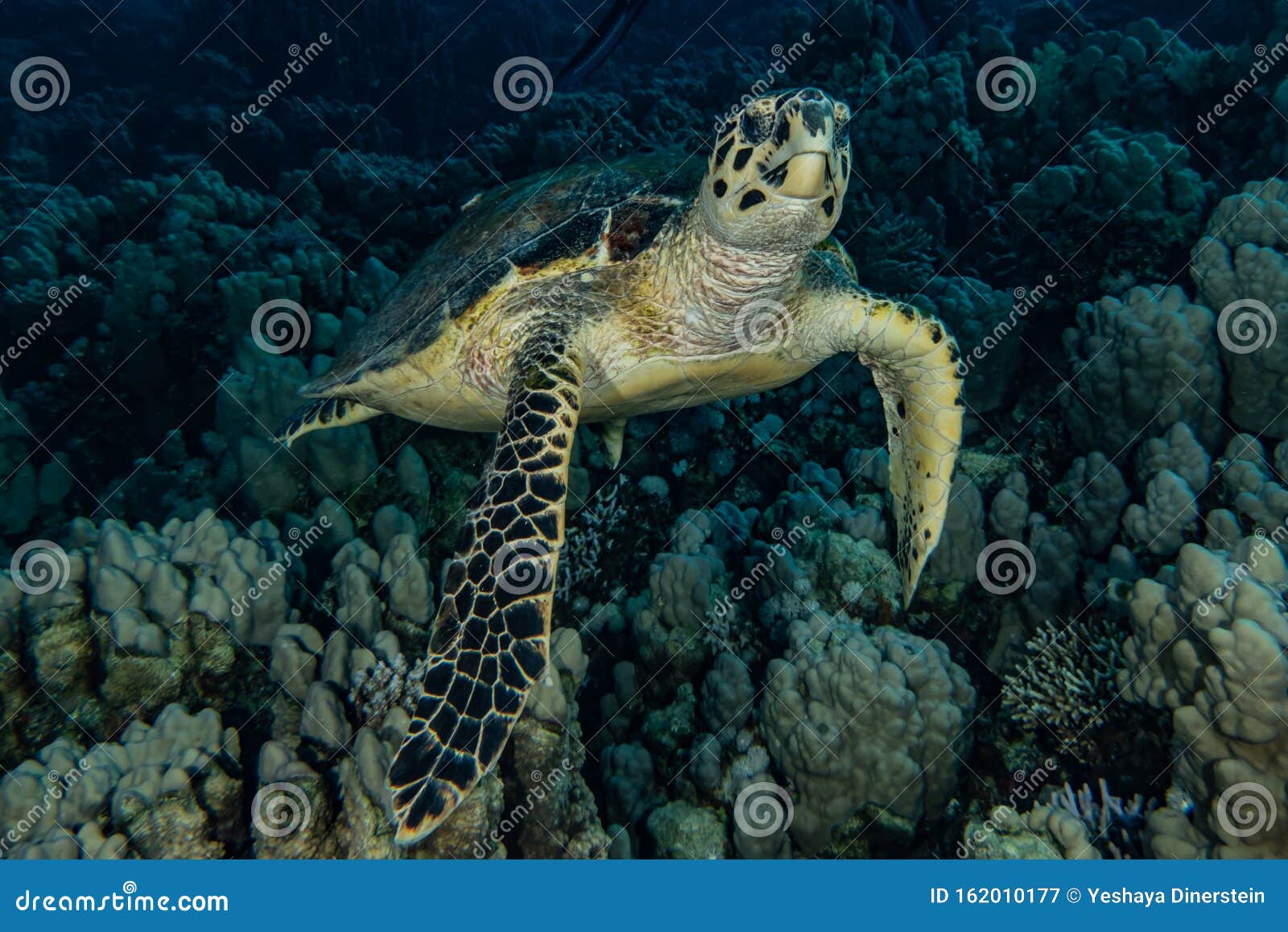 Sea turtle in the Red Sea stock image. Image of shell - 162010177