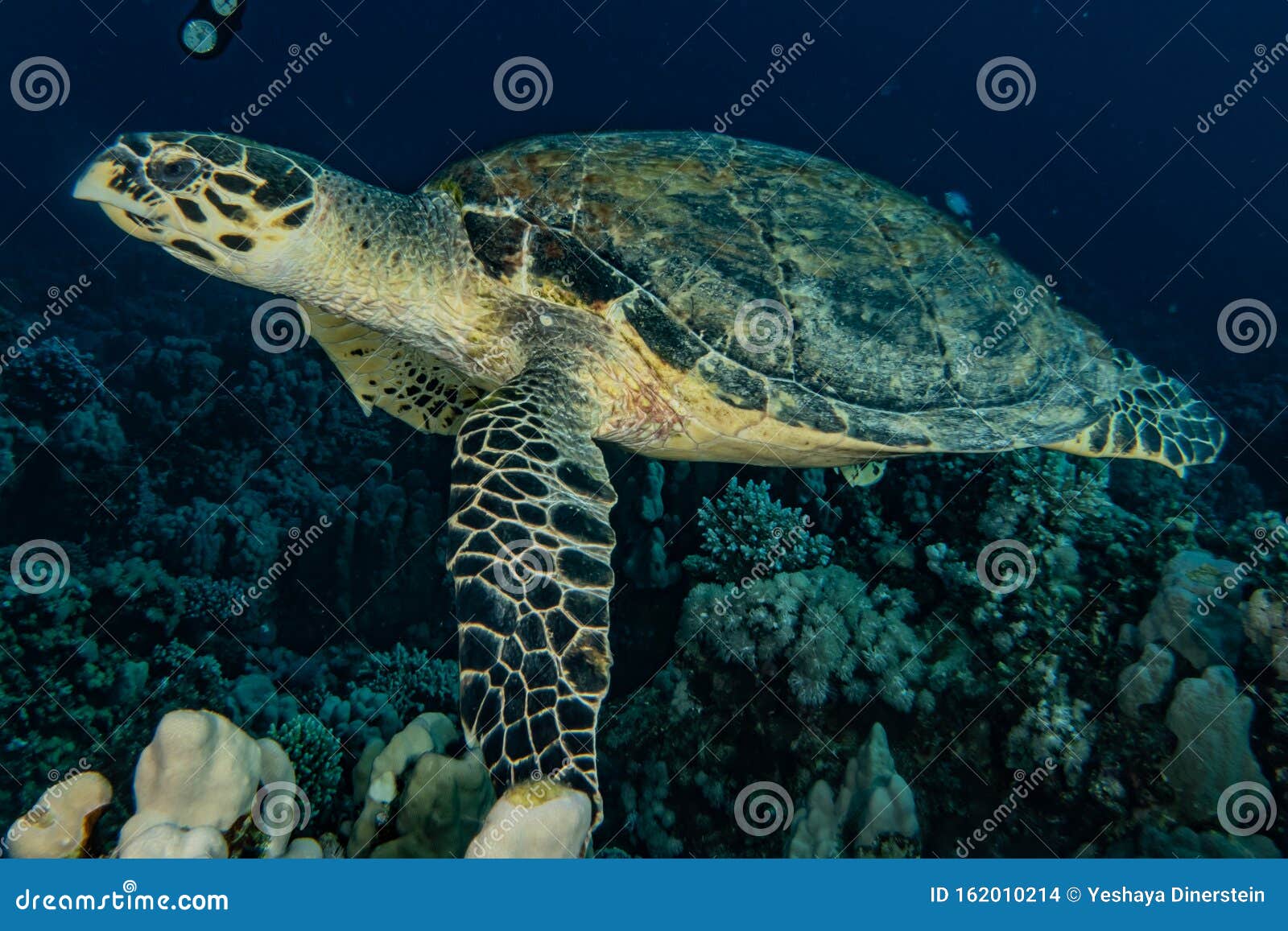 Sea turtle in the Red Sea stock photo. Image of reef - 162010214