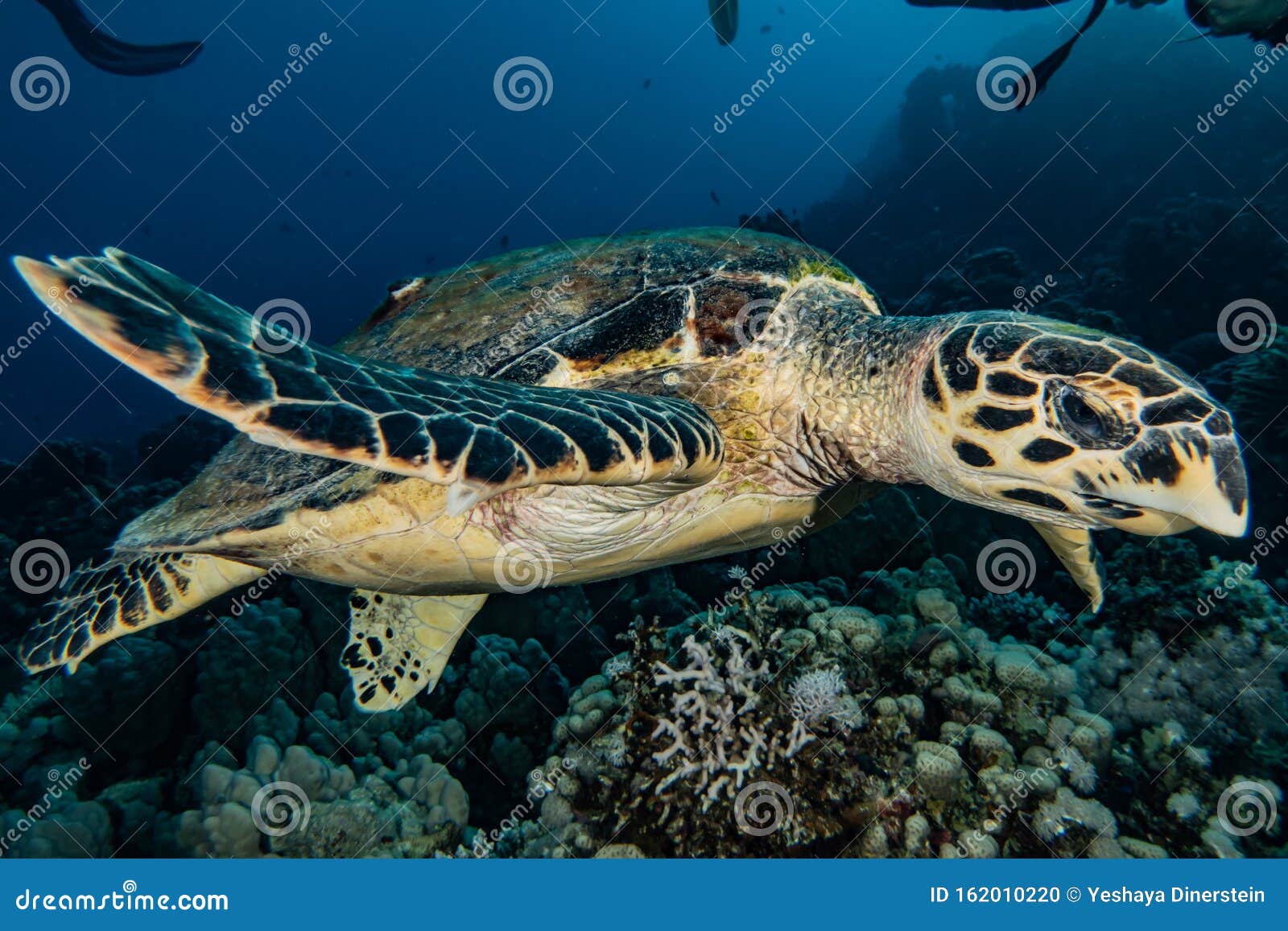 Sea turtle in the Red Sea stock photo. Image of imbricate - 162010220